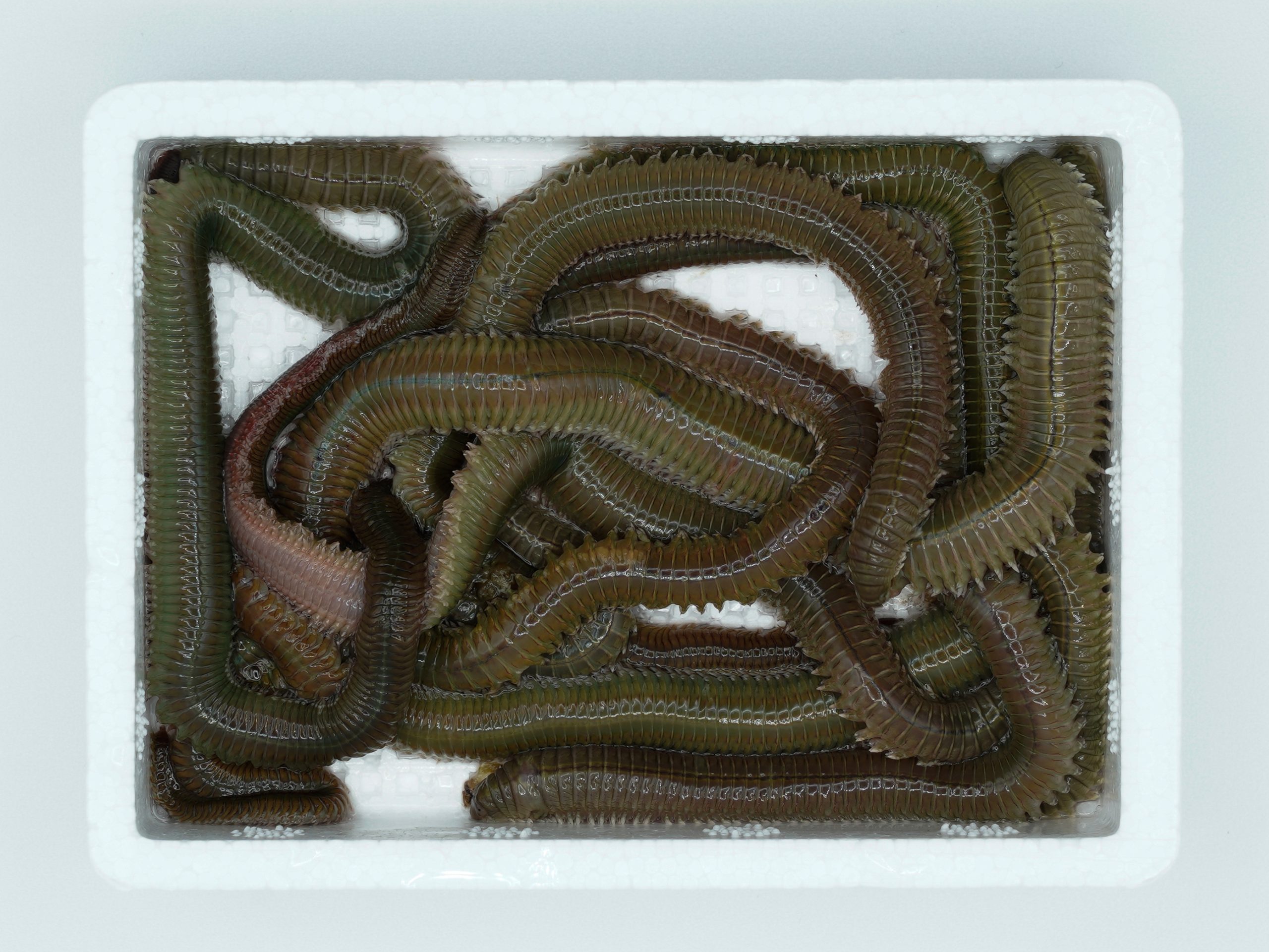 Cebos Vivos - Servicebo